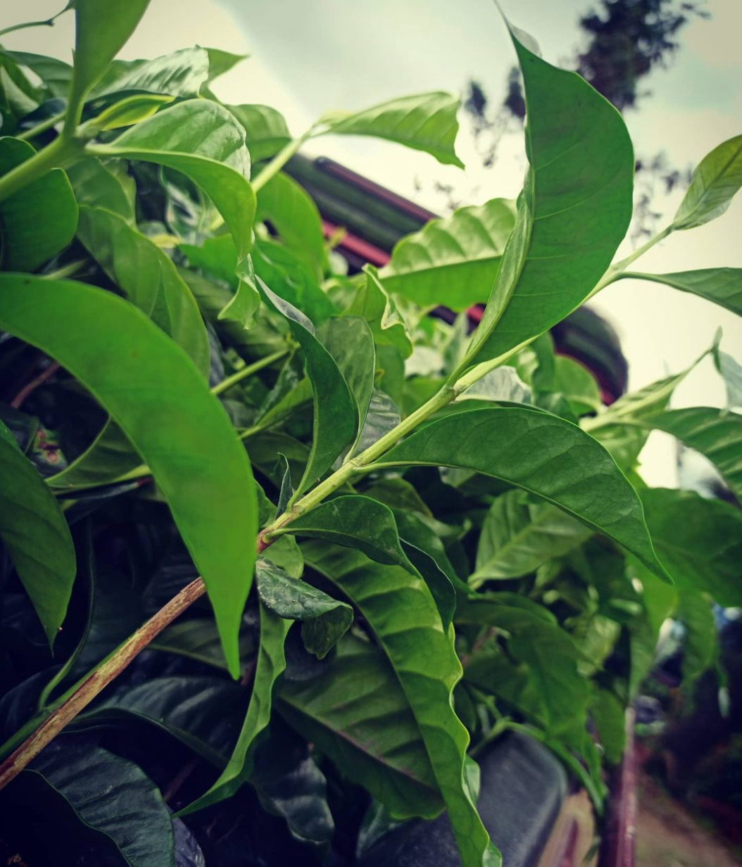 Finca El Diviso - Huila Colombia Washed double anaerobic | Picaresca ...